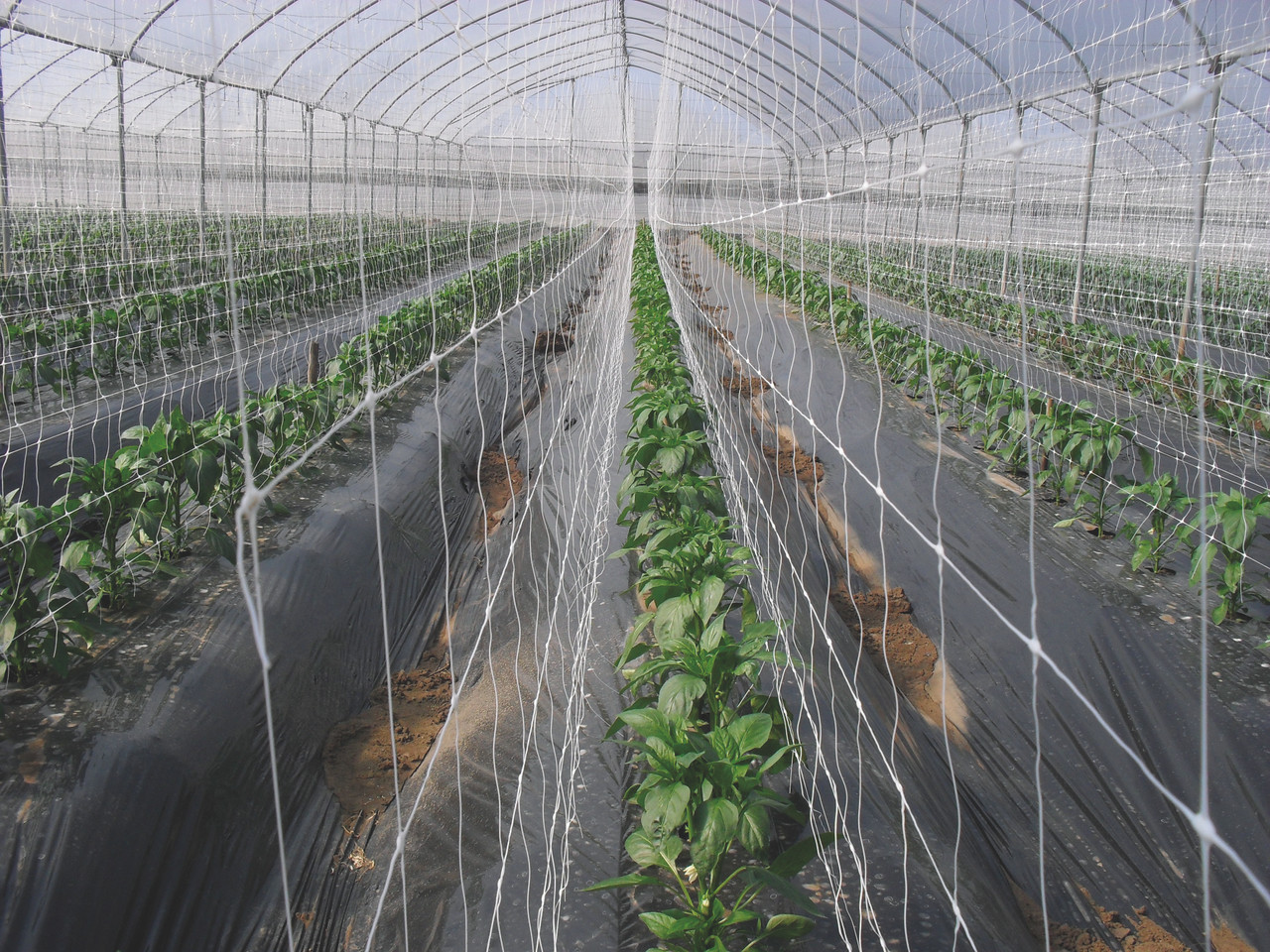 Red de Cultivo Malla Scrog Entutorado (5 x 1,7 mt) - EnRed Uruguay